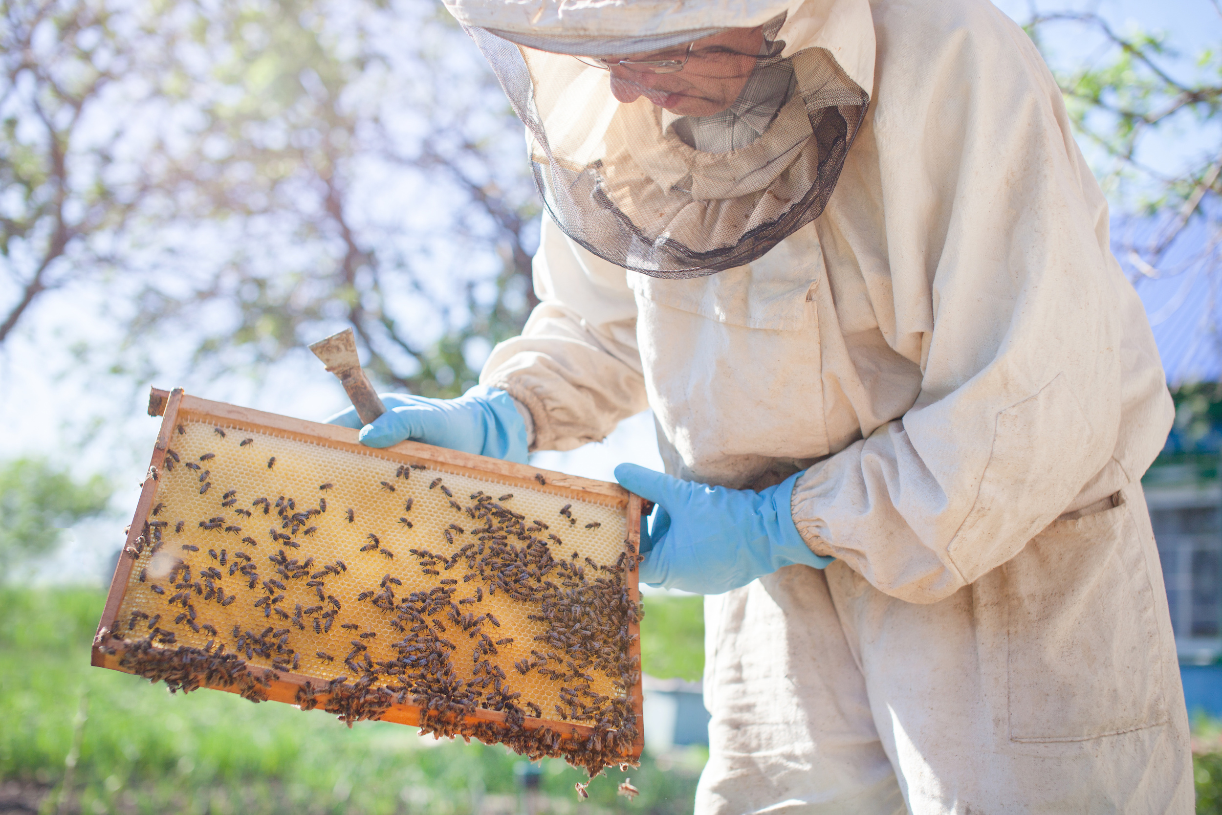 Beekeeper is working with bees and beehives on the apiary. Beekeeper on ...