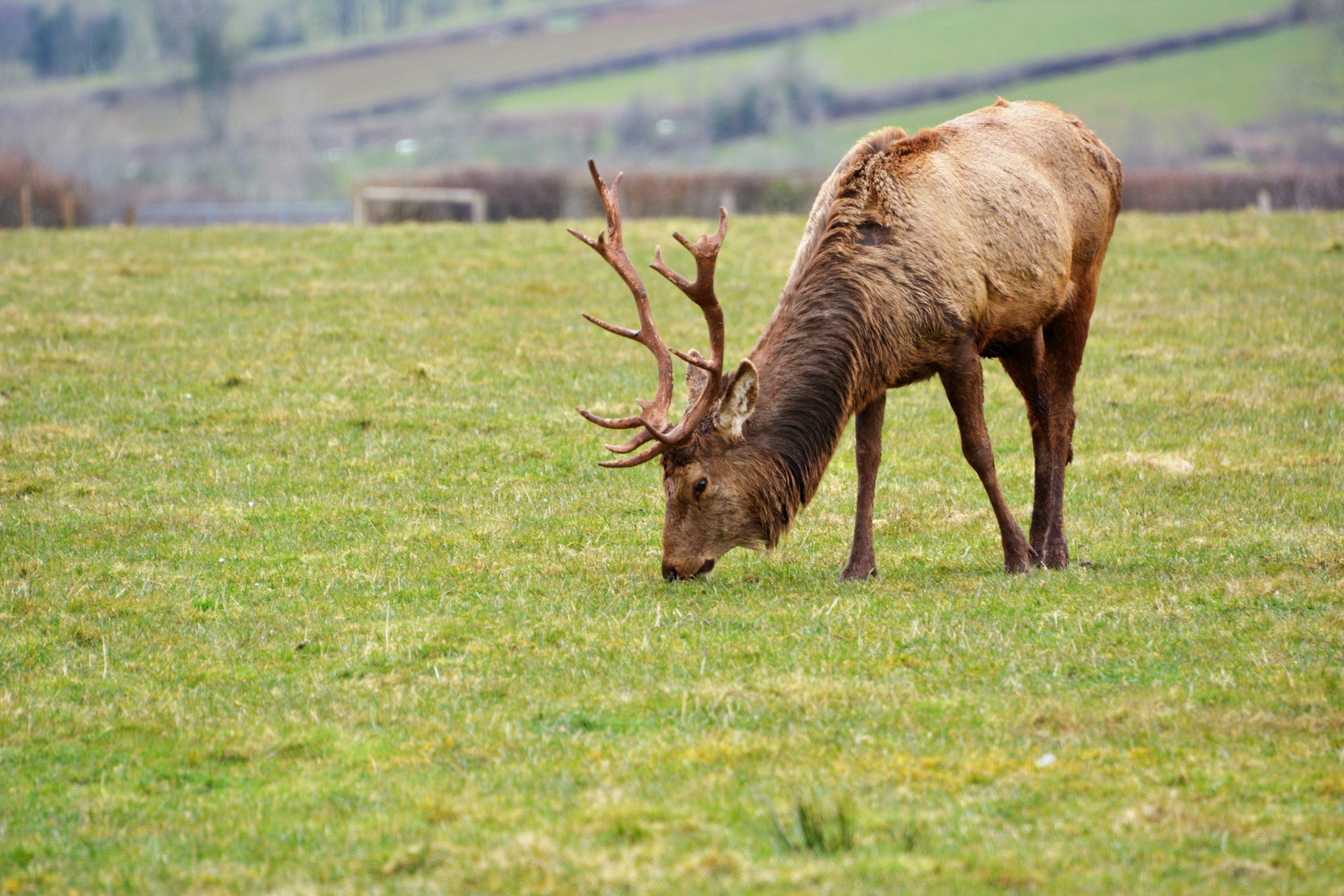 Stag Grazing On Field - UK Agricultural Finance