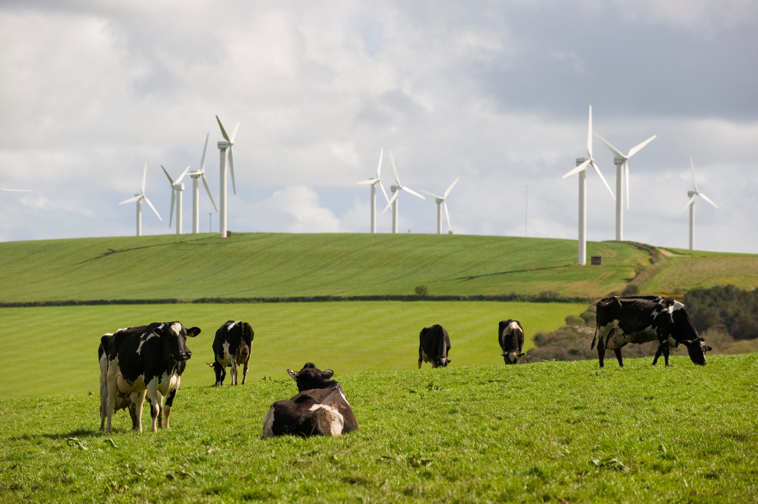 Cows graze in front of wind turbines in Cornwall, UK. - UK Agricultural ...